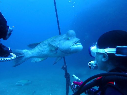 Kobudai in Kitakoura 北小浦のコブダイ | いもあかどっとこむ